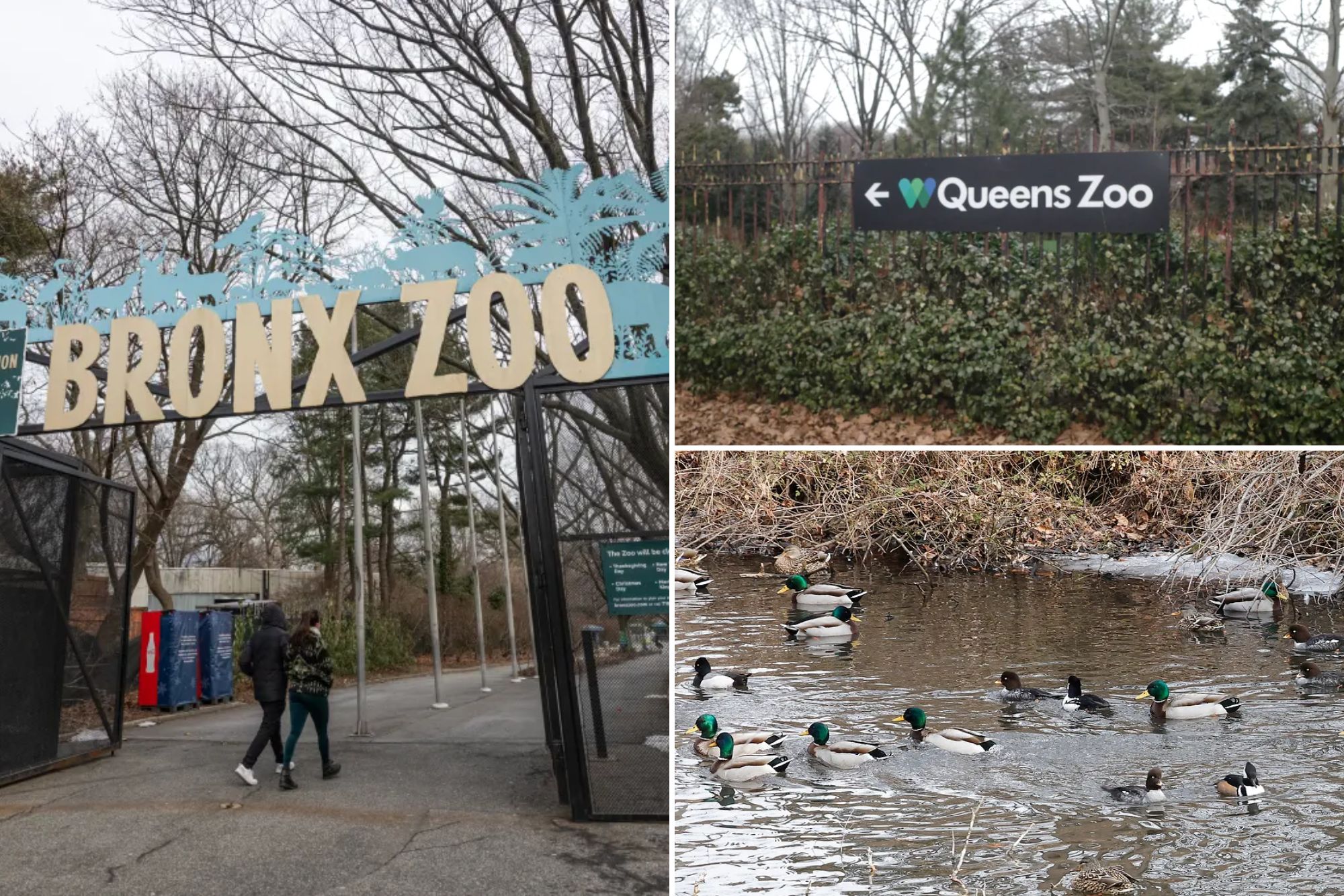 Bird flu hits NYC zoos: 3 Queens Zoo birds dead from virus, 12 at Bronx ...