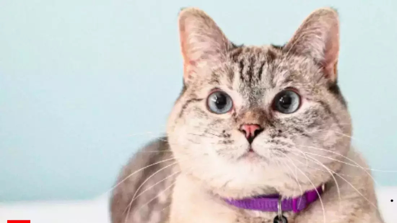 'Miss Purr': Australian teacher identifies as cat, licks hands, hisses ...