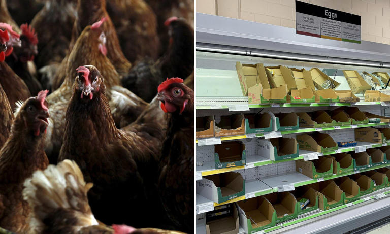 Another bird flu outbreak at a poultry farm in Australia