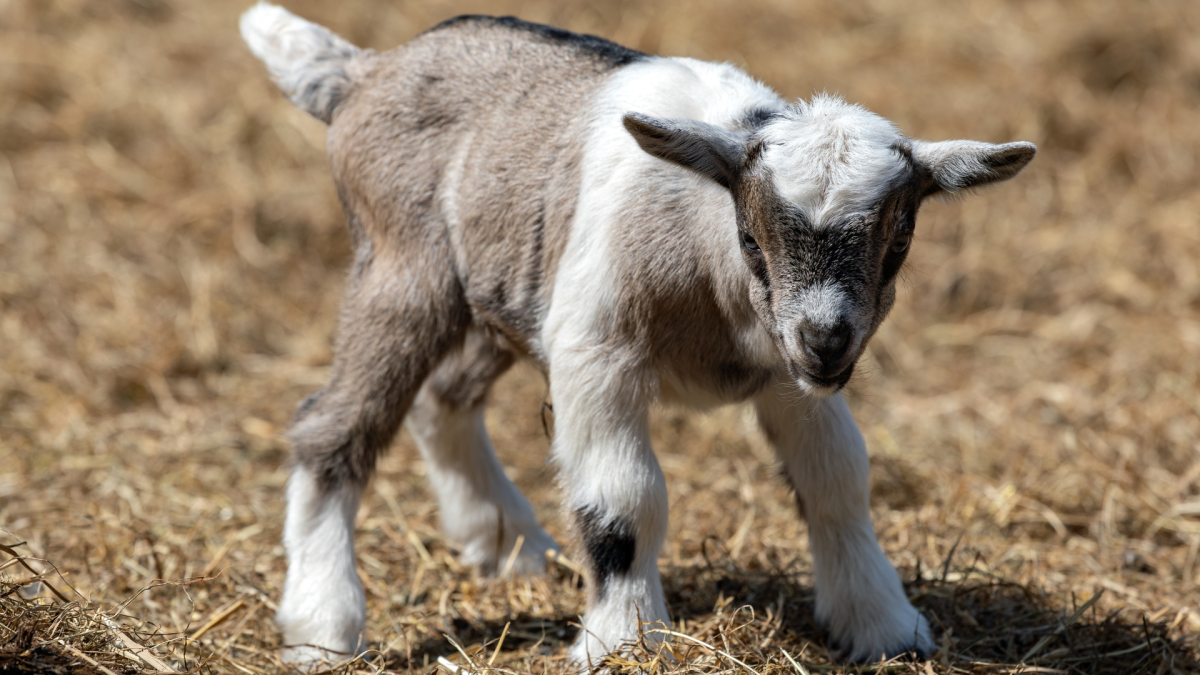 ‘Tough Guy’ Baby Goat Takes on Cow Like the Macho Man He Is