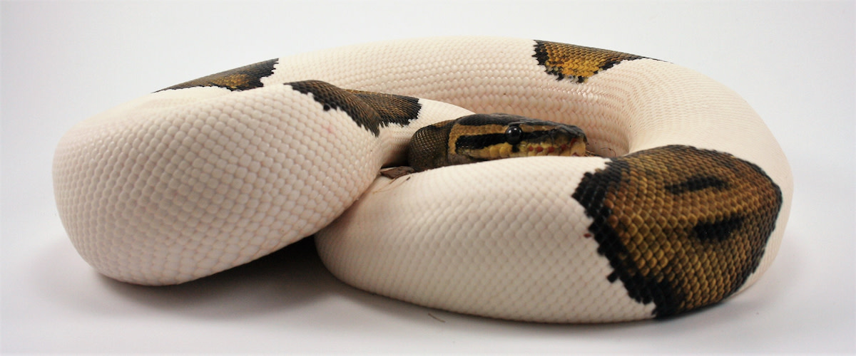Piebald Python Snake Doubles As Stunning Makeup Assistant and People ...