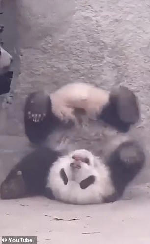 The funniest panda vids of all time - from cheeky cubs to roly-polies