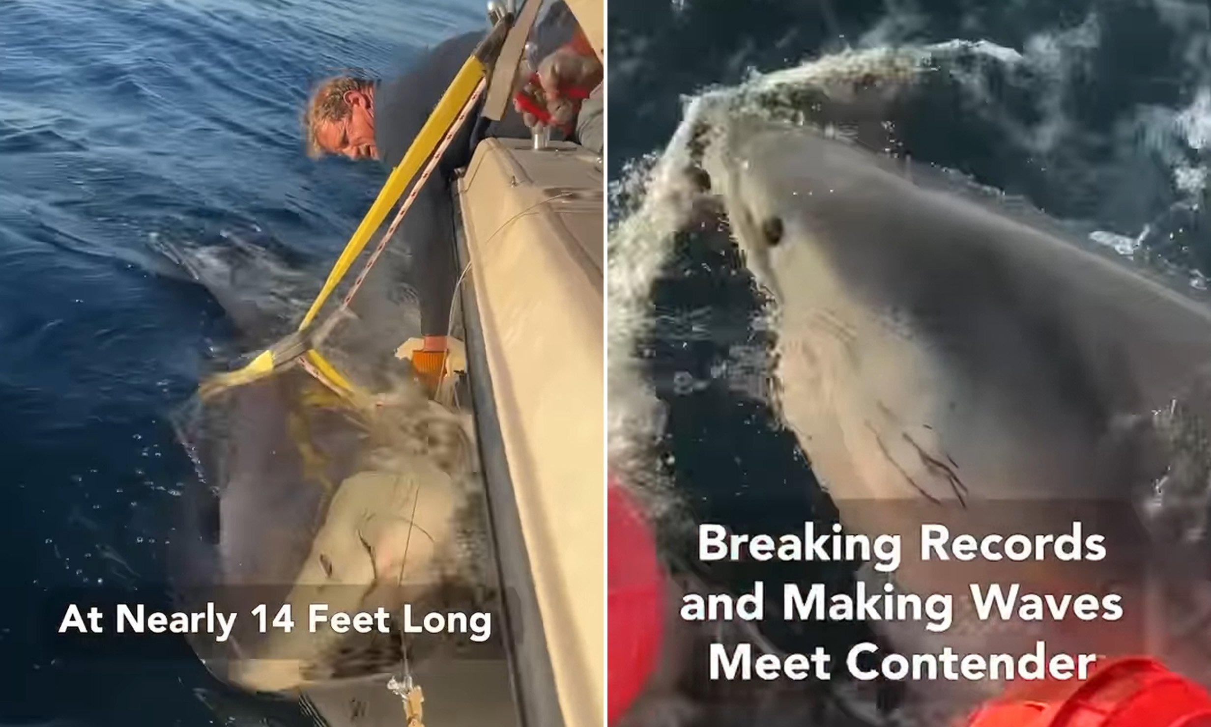 'Largest great white shark ever' found in the Atlantic