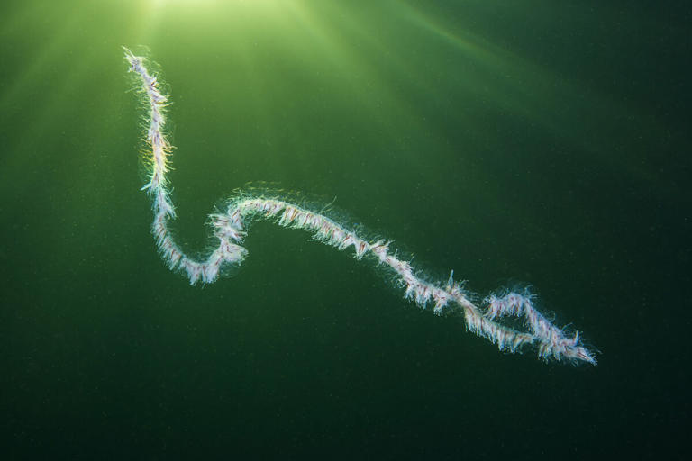Noorse kwallen bedreigen Schotse zalm