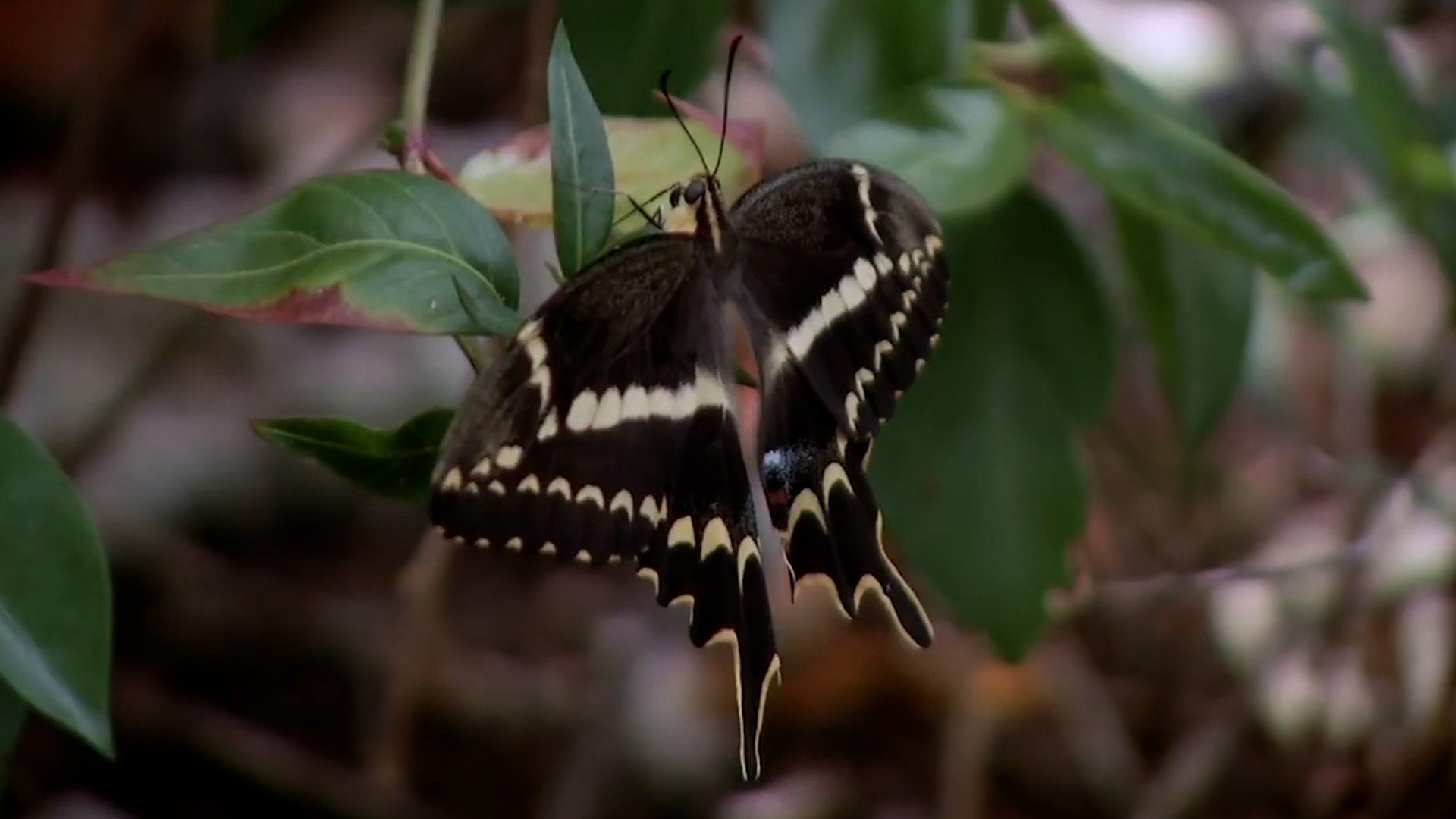 Endangered Butterfly Thrives In Unlikely Weather Twist