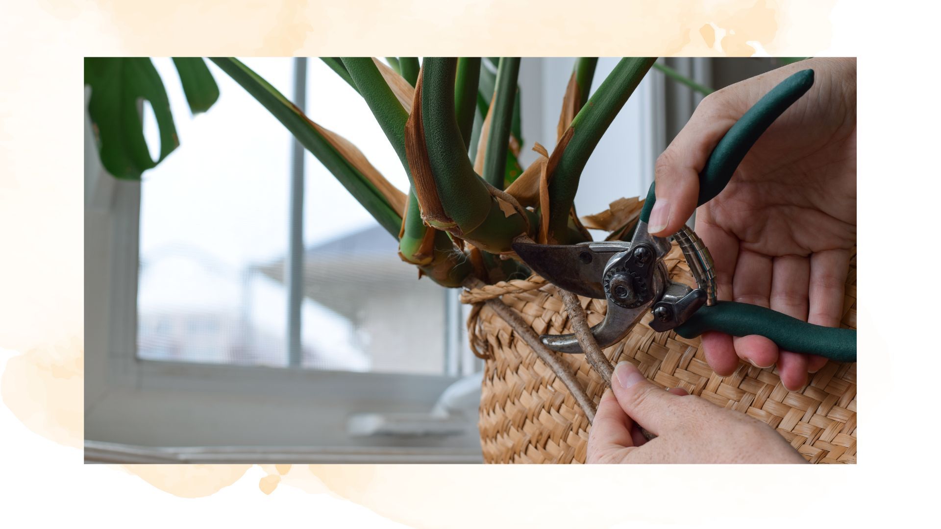 How to cut Monstera aerial roots without causing damage, according to ...