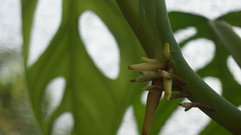 How to cut Monstera aerial roots without causing damage, according to ...