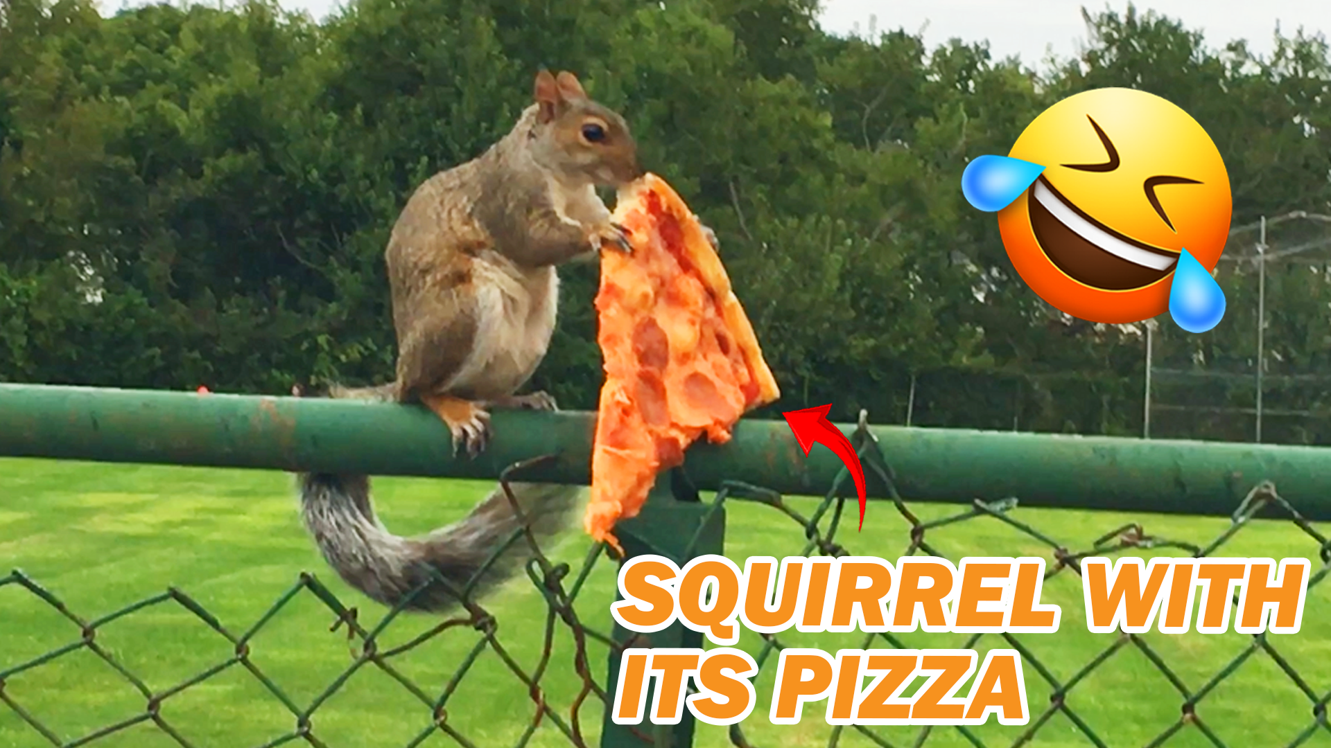 Hilarious Animal Moments – Cute & Funny Compilation! 🐶😂