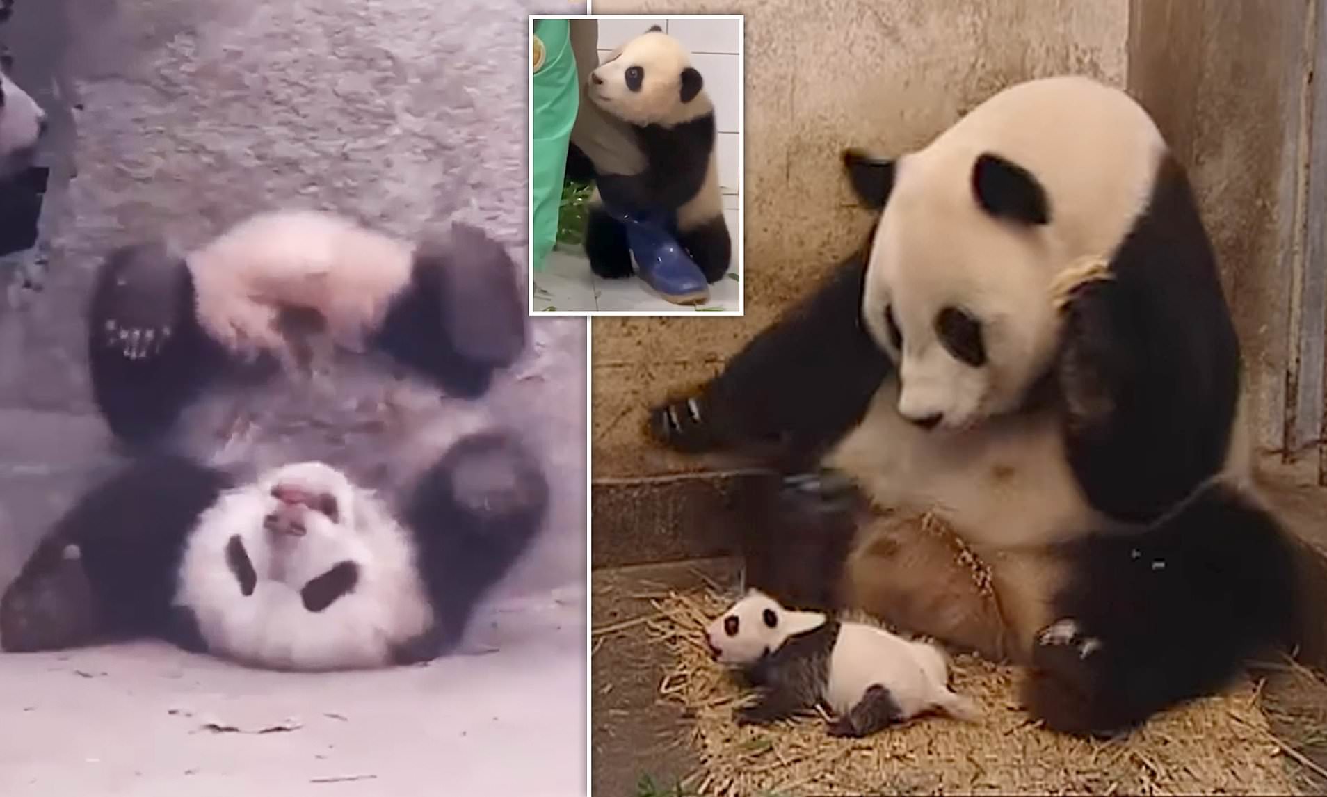 The funniest panda vids of all time - from cheeky cubs to roly-polies