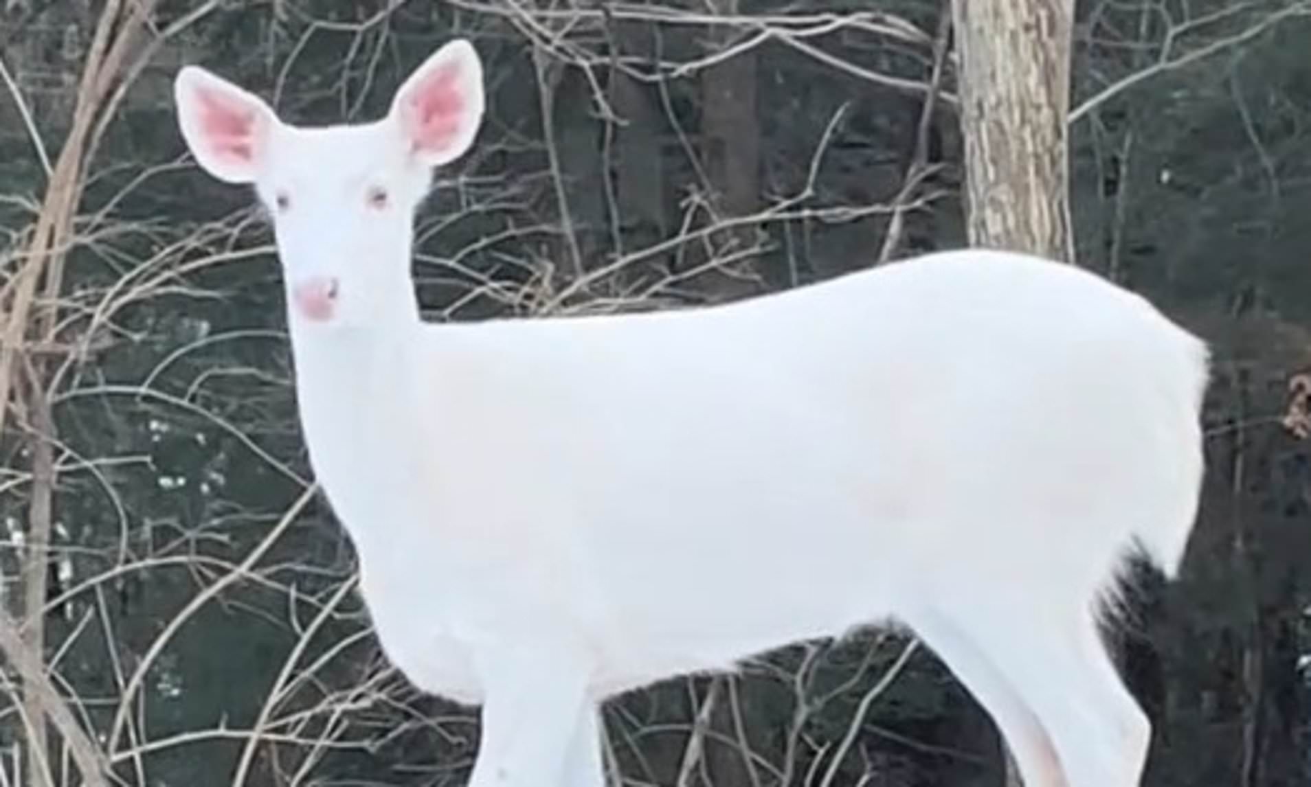 Extremely rare animal with genetic mutation hides in plain sight