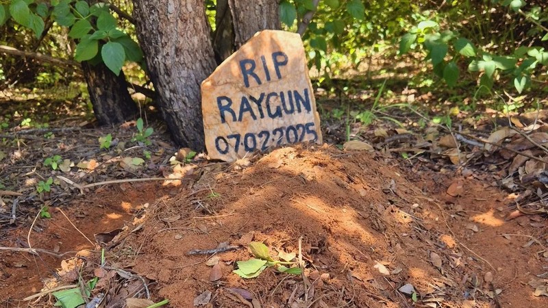 Outrage over baboon killing: justice for Raygun