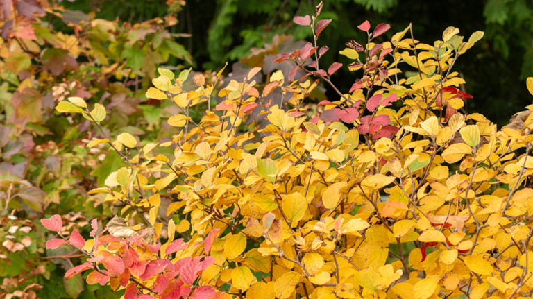 Native Shrubs That Add Color In Every Season