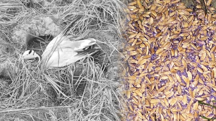 Assam's Sonitpur on alert as poisoned grain kills migratory birds ...