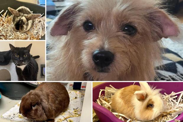 5 pets from RSPCA Brighton who are on the lookout for their forever homes