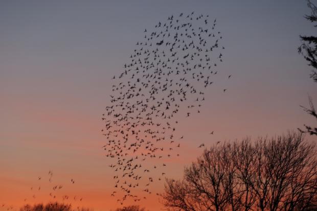 Common starlings are entertaining us in our gardens