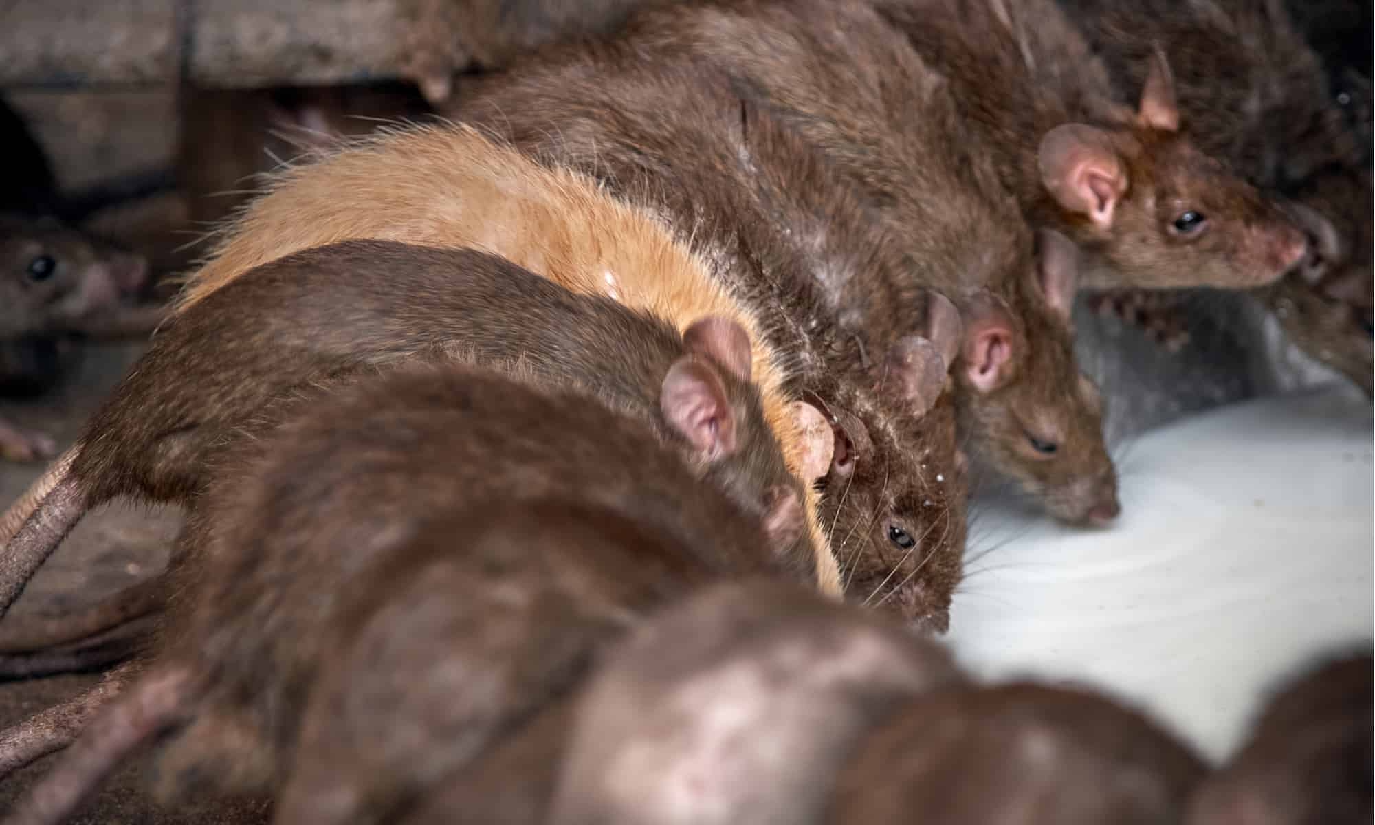 These U.S. States Have the Most Rats