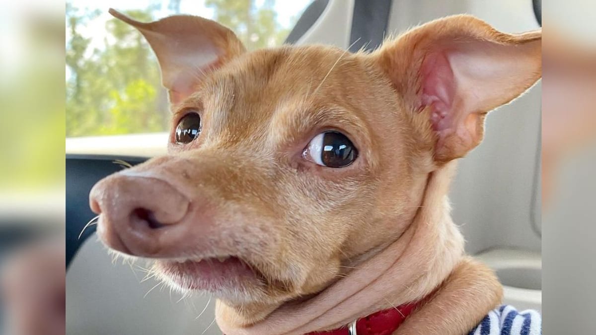 Una mujer va a un refugio y adopta al perro más feo, pero no espera esto