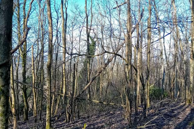 More than 100 'unsafe' trees with deadly disease being felled