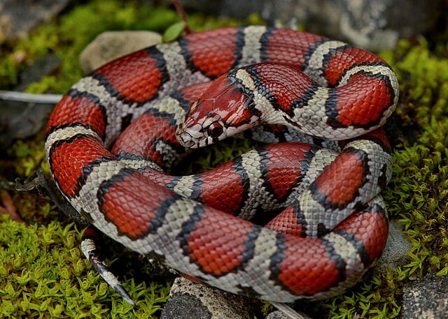 How To Identify 12 Snakes In Your Back Yard That are Not Poisonous