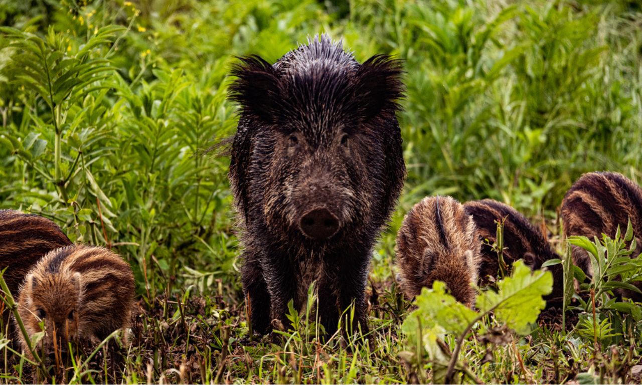 Are Invasive Species Destroying the Florida Everglades Forever?