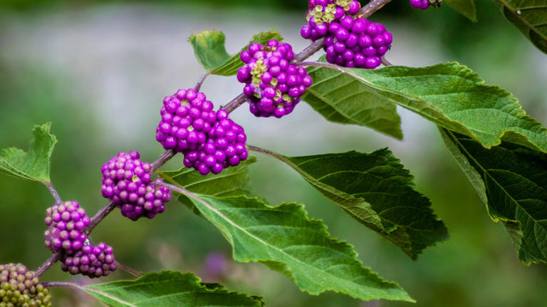 Native Shrubs That Add Color In Every Season
