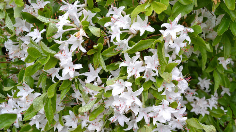 Native Shrubs That Add Color In Every Season