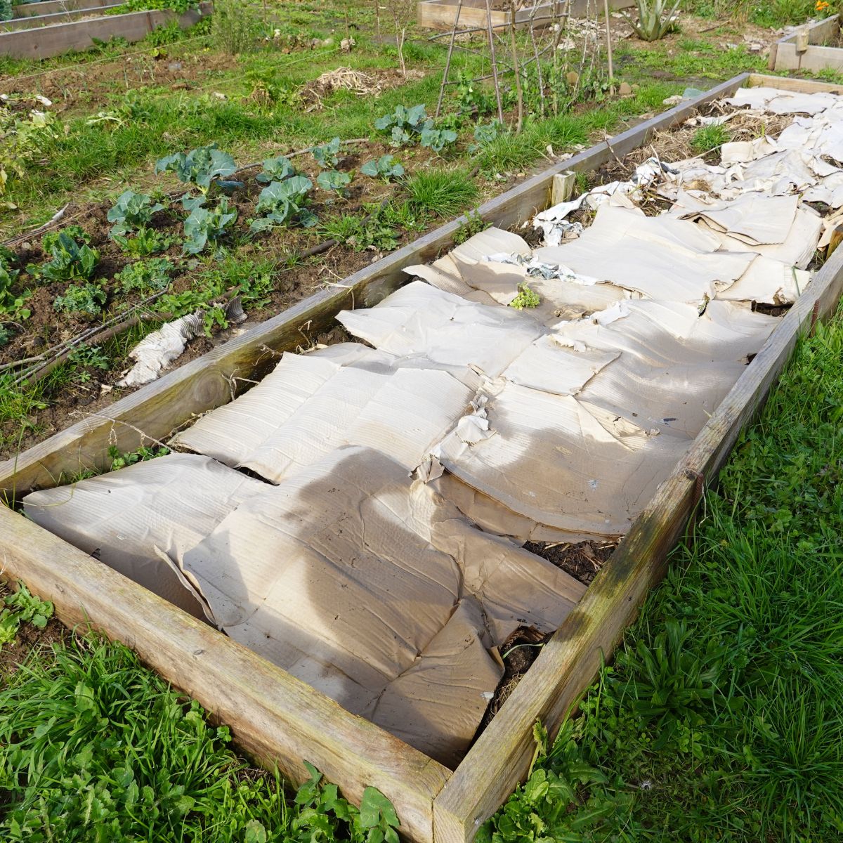 Lasagna Gardening Method For Weed Control