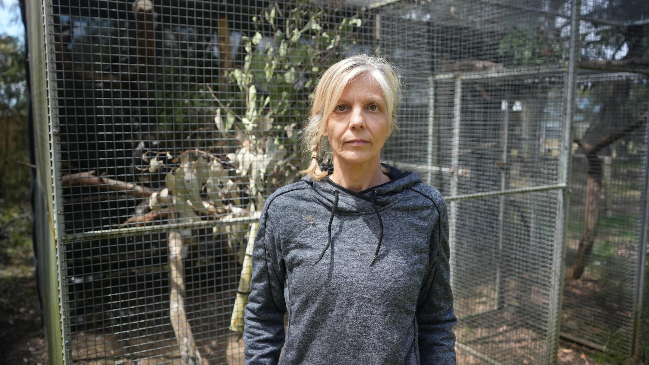 Former volunteers at odds with Wildlife Victoria over animal rescues