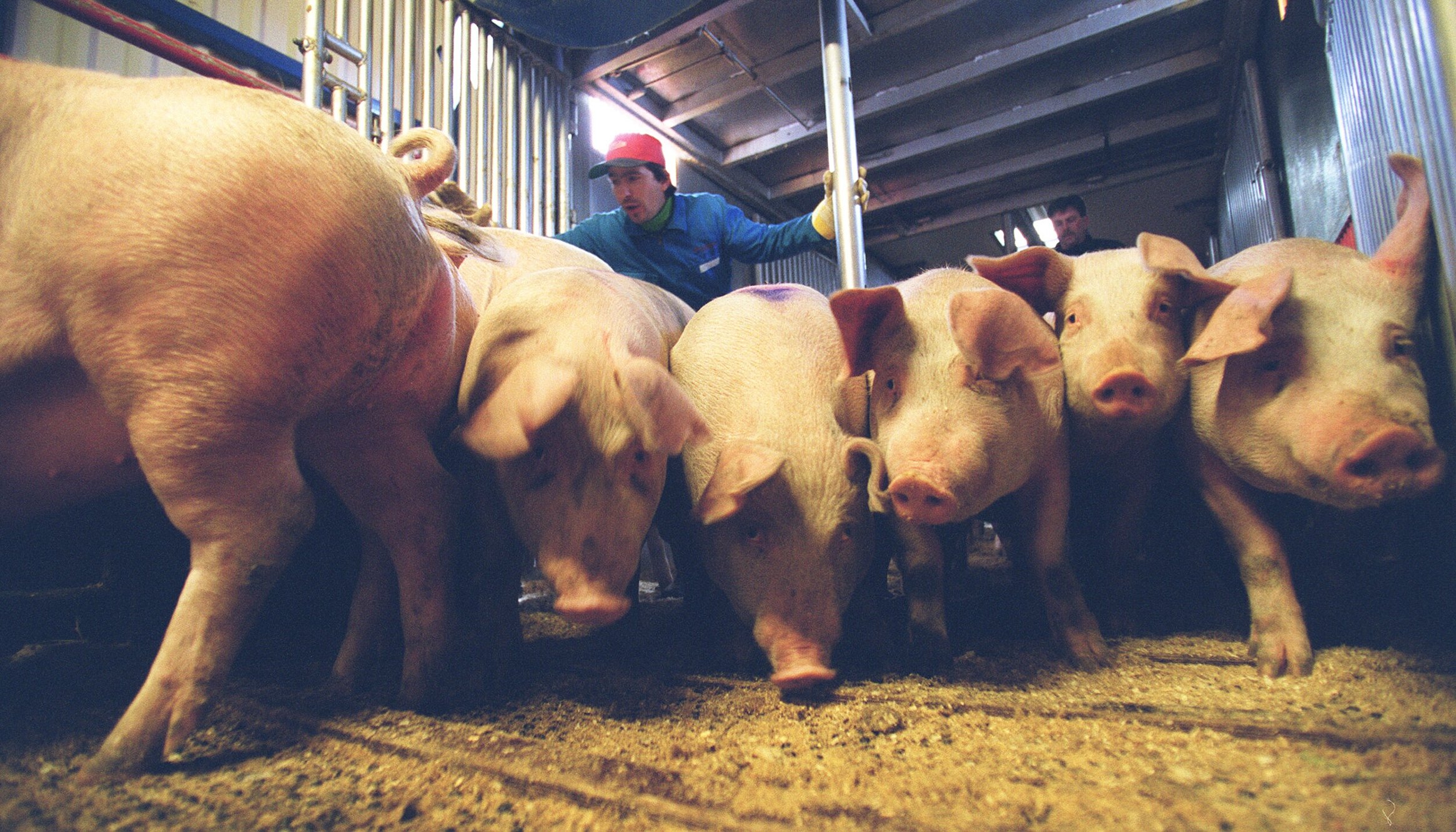 D-vitamin-forgiftning: 700 griser måtte bøte med livet