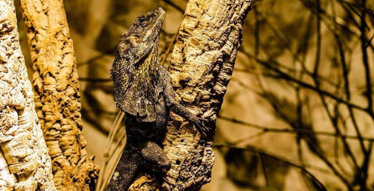 5 Things to Know About Keeping a Pet Frill Necked Lizard