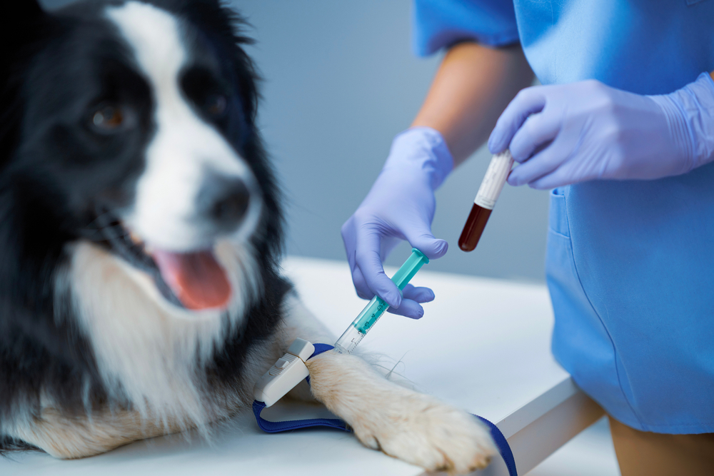 Understanding Dog Blood Test Results