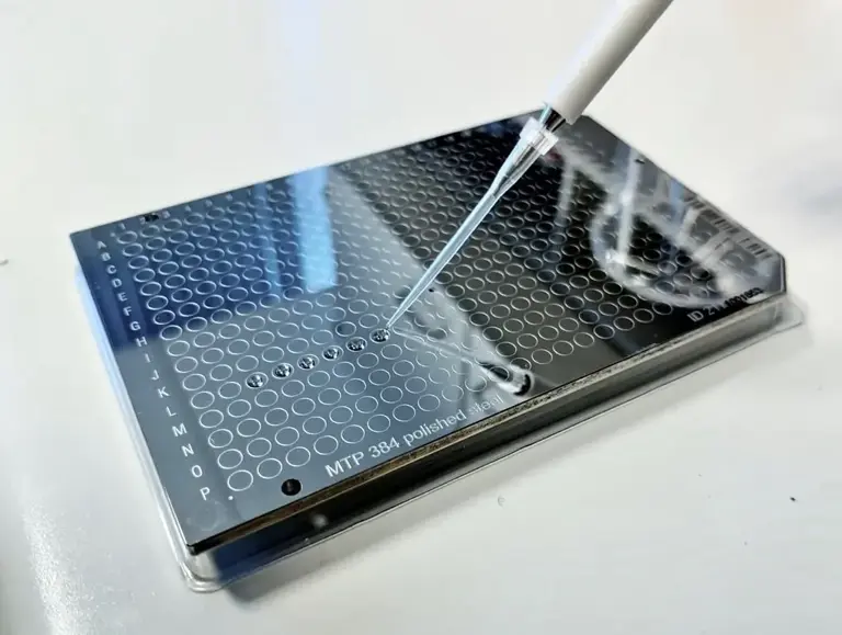 Scientists discover why large mammals vanished from North America ...