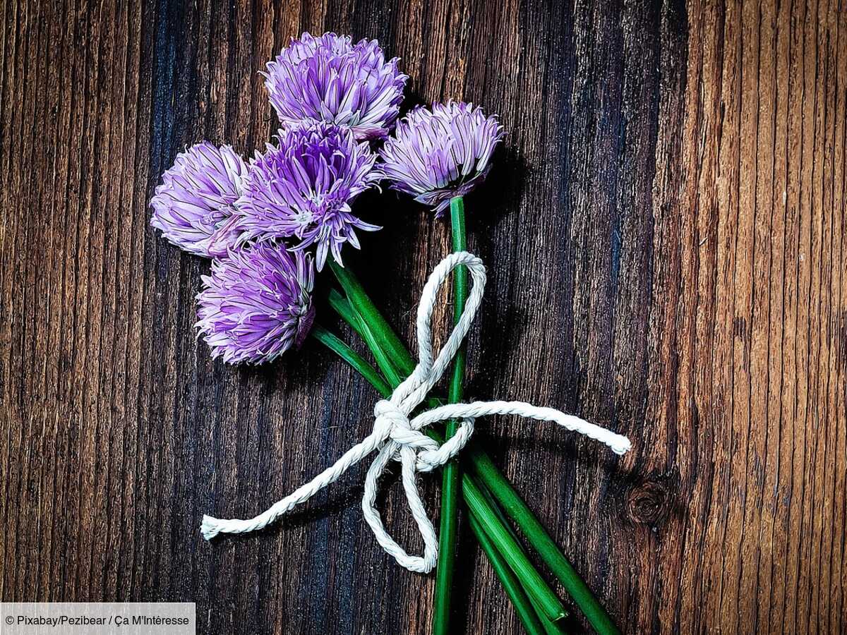 Quelle est la différence entre la ciboulette et l’oignon vert