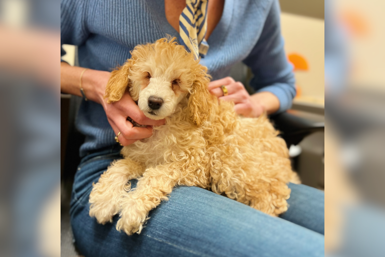 Dog Born Eyeless Due to 'Reckless Backyard Breeding' Hopes for Forever Home