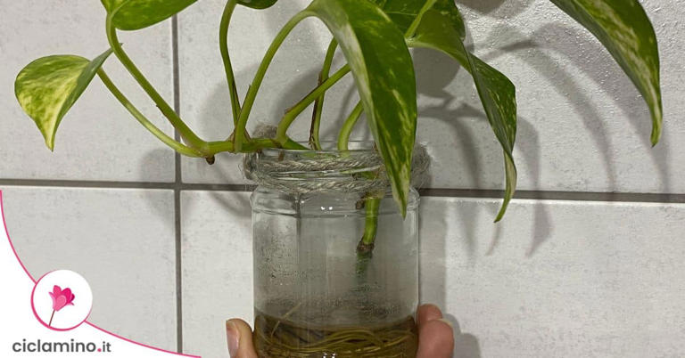 Il mio segreto per far radicare tutte le talee