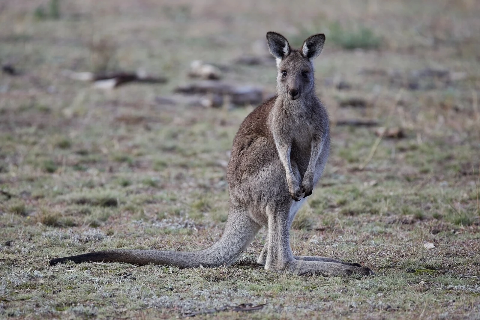 Scientists Produced the First Kangaroo Embryos Through IVF. They Could ...