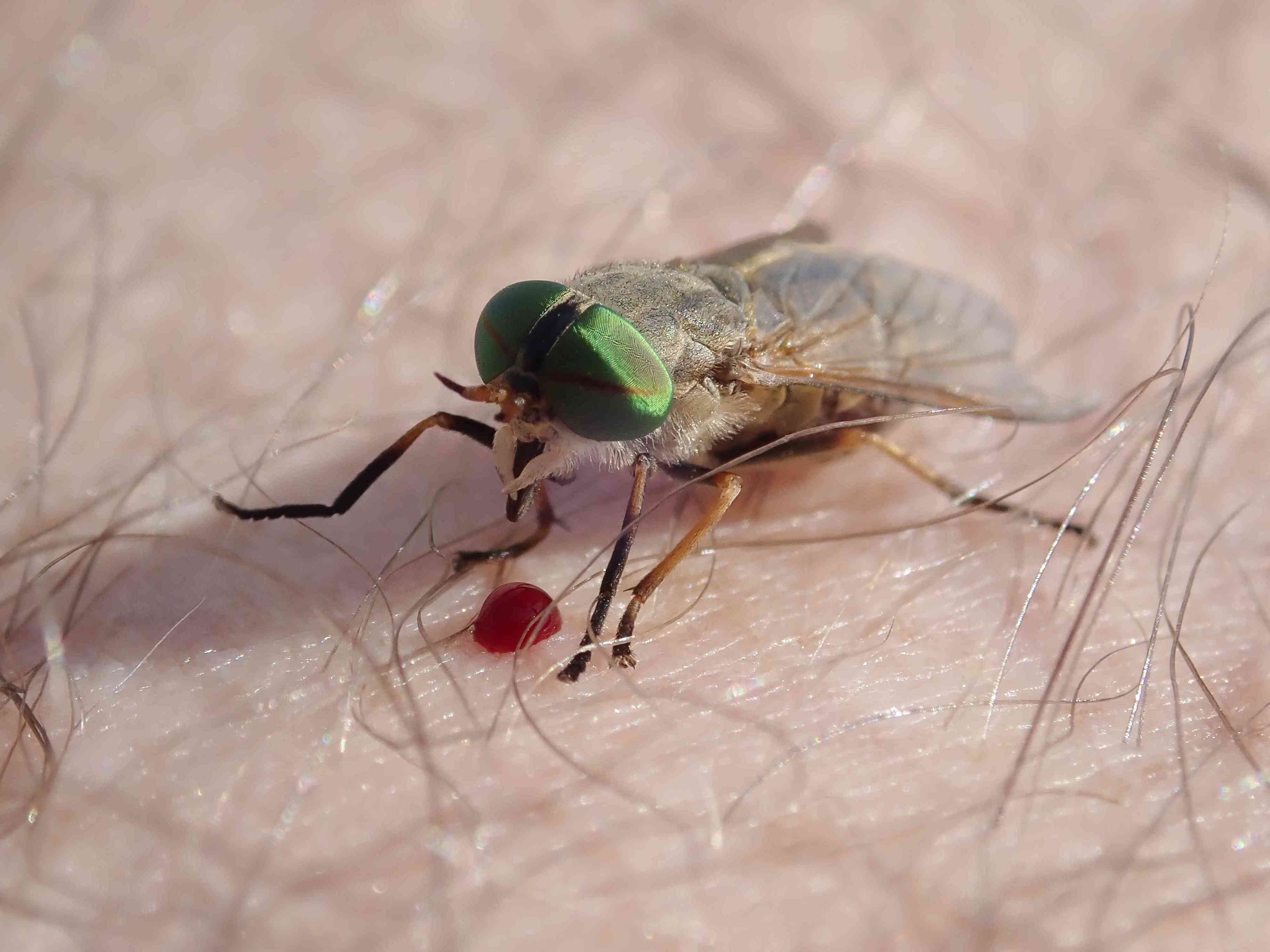 Horsefly bite facts and treatments