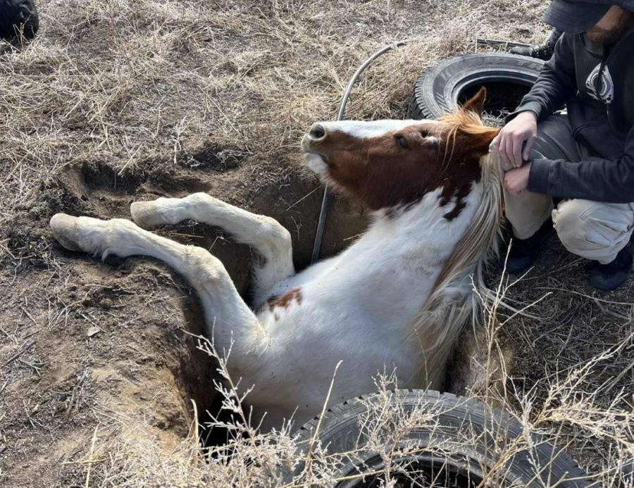 Horse rescued from collapsed septic tank in Pueblo West