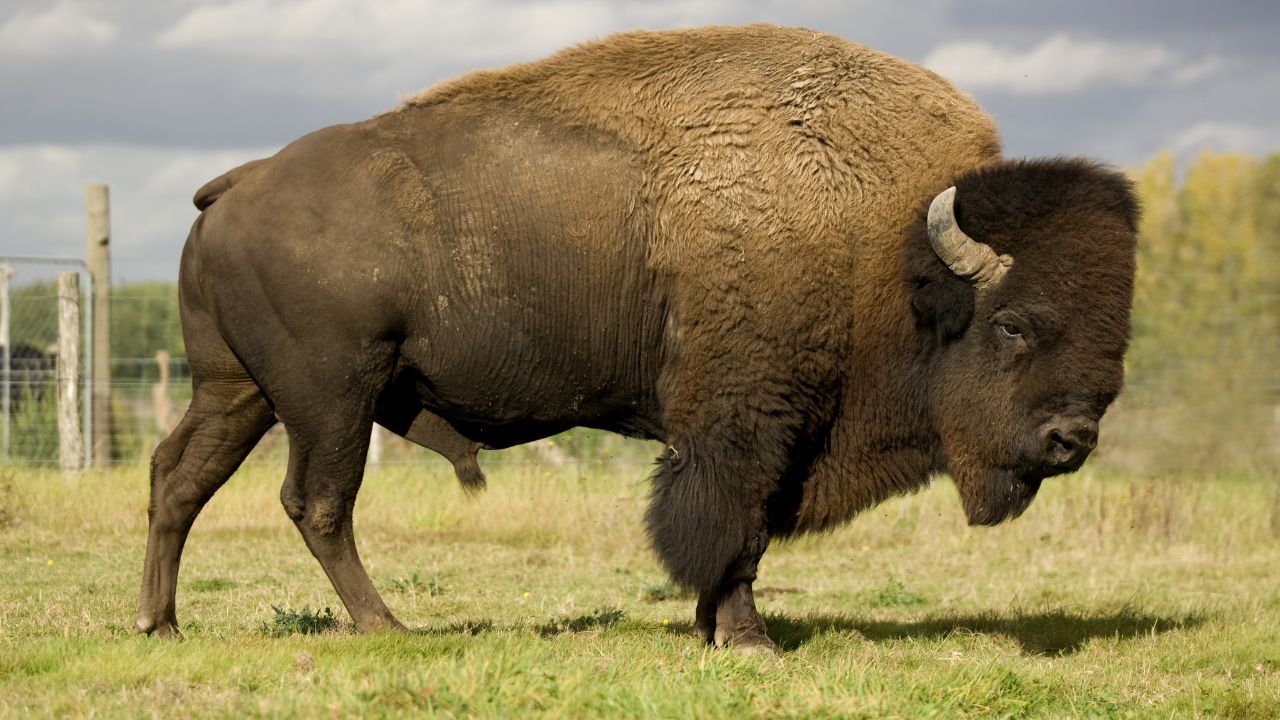 When Survival Meant Running Buffalo Off Cliffs—A Brutal Wild West Tale