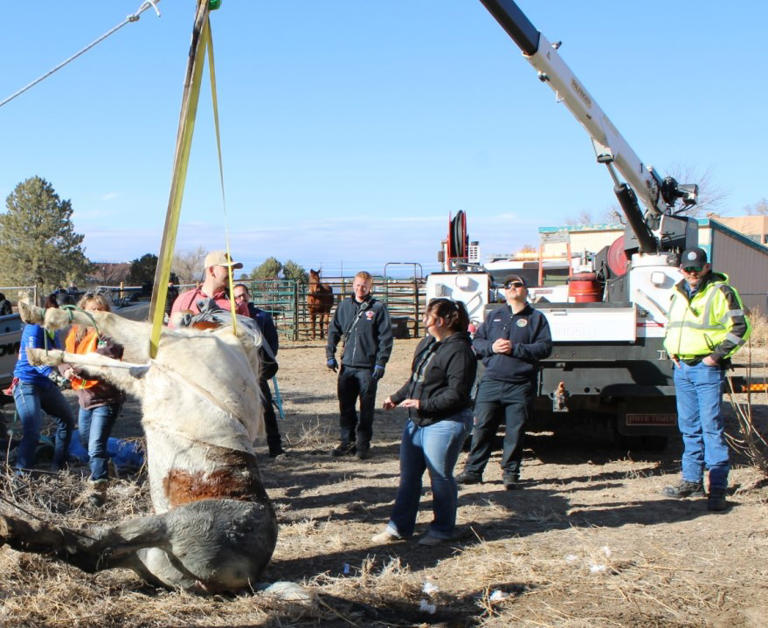 Horse rescued from collapsed septic tank in Pueblo West