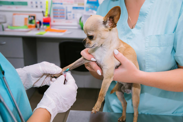 Understanding Dog Blood Test Results