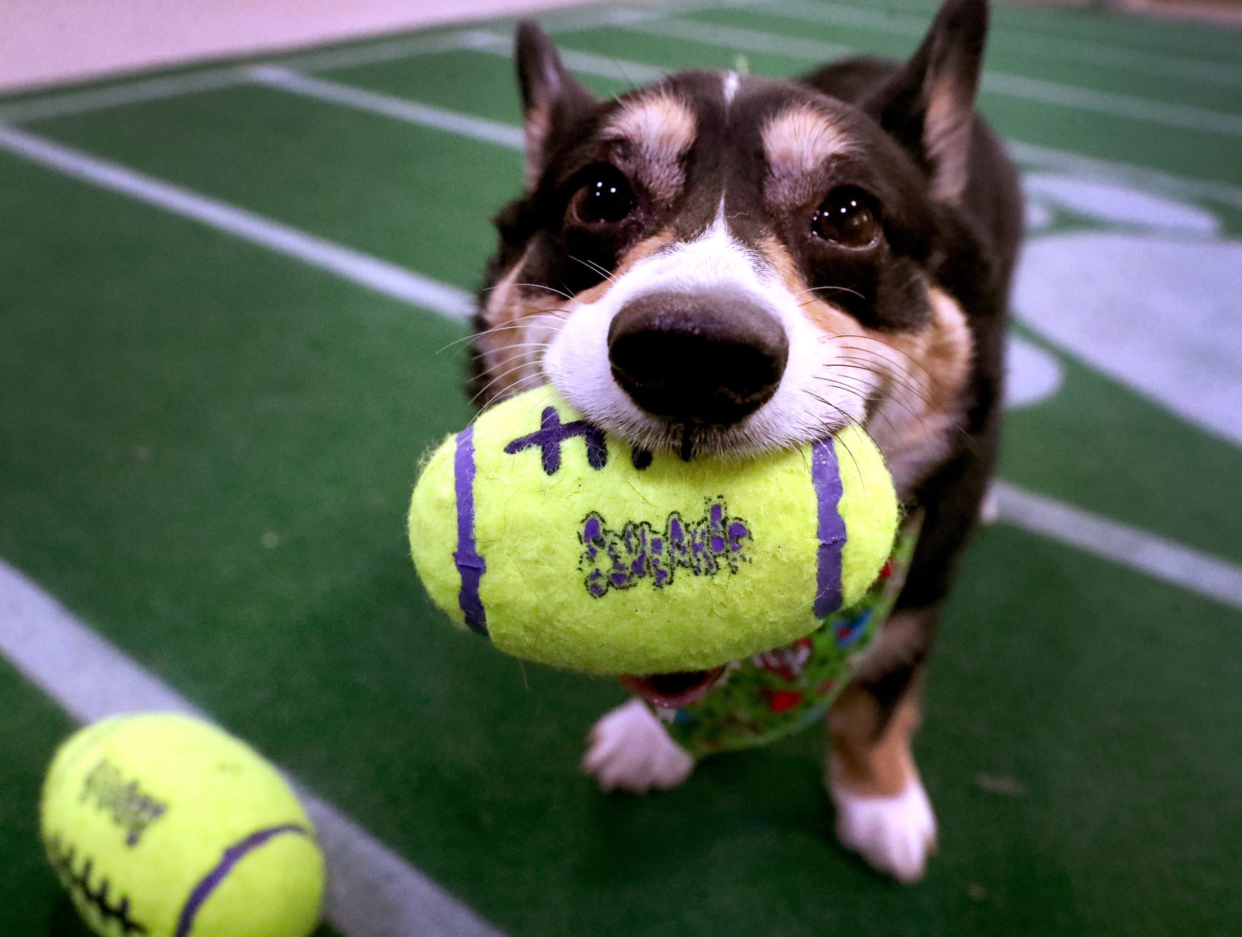 Who won Puppy Bowl 2025? Highlights from the fluffiest competition ...