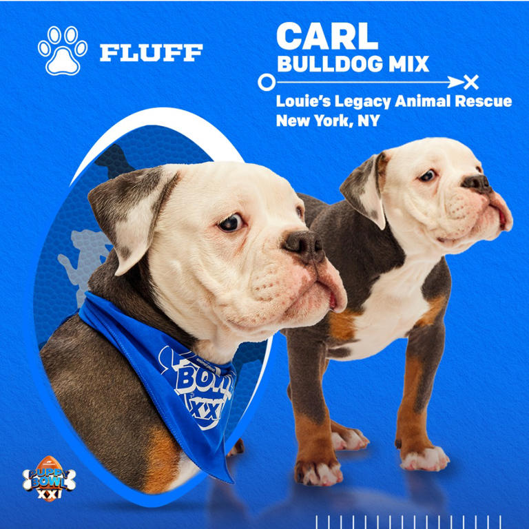 Team Fluff comes back to beat Team Ruff in down-to-the-wire Puppy Bowl ...