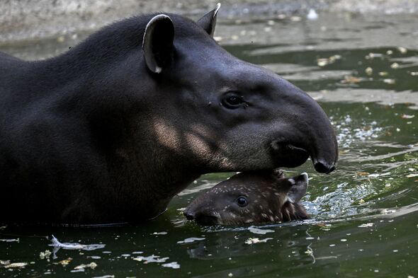 Hidden trail cameras capture footage of largest mammal once believed ...