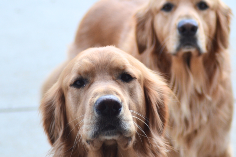 Familien til Hennie Hayden-Rasmussen: – Teorien politiet jobber ut fra ...