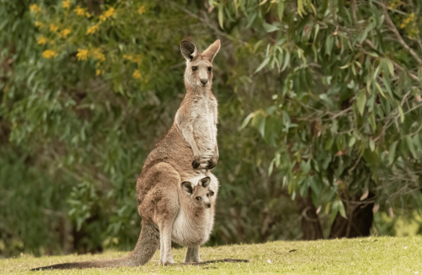 University of Queensland produces first kangaroo embryos via IVF