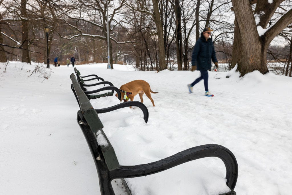 SNOW TOTALS: Storm blankets NYC and Tri-State in inches with more ...