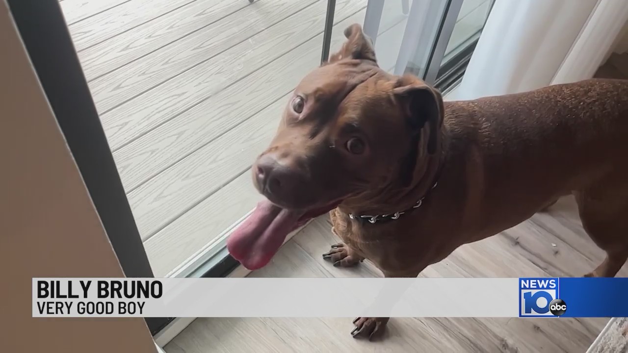 Billy Bruno picks tonight's winner