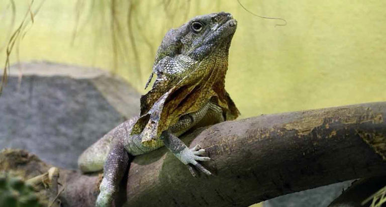 5 Things to Know About Keeping a Pet Frill Necked Lizard