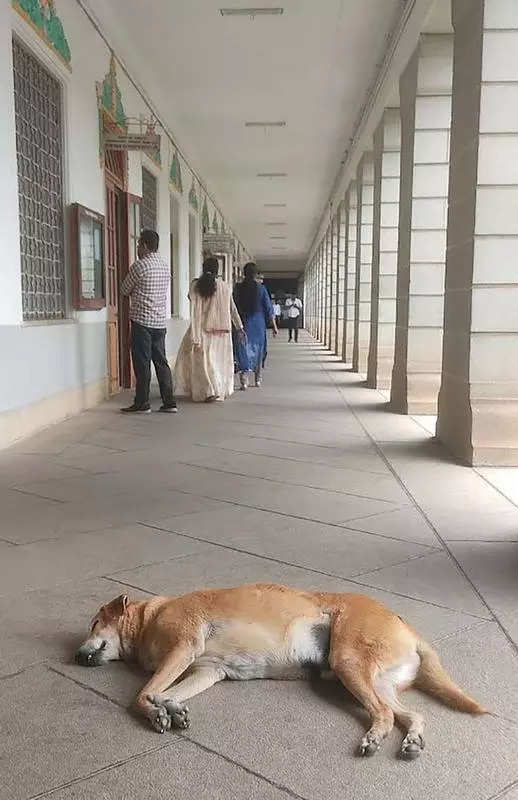 Activists oppose plan for street dog shelter at Vidhana Soudha